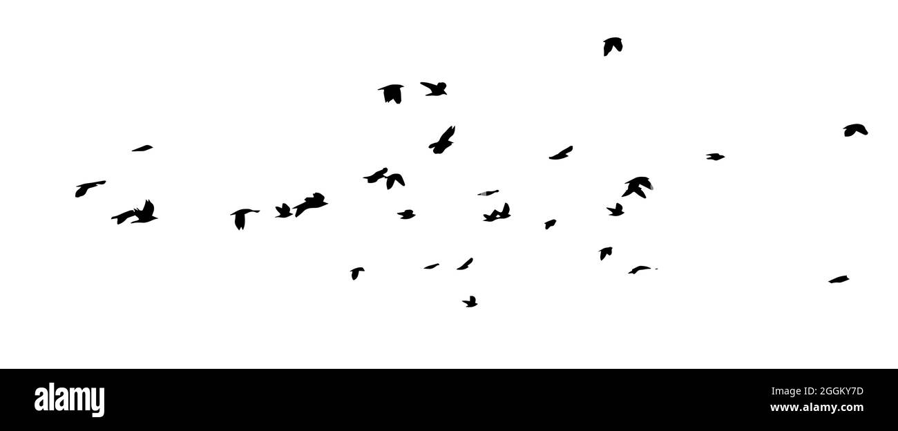 Crows flocking Stock Vector Images - Alamy
