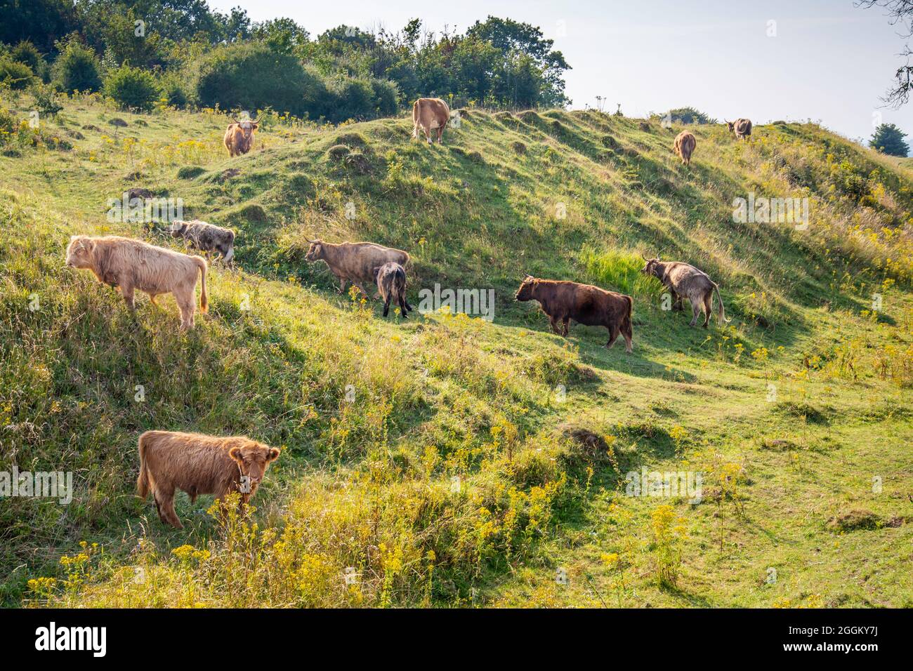 A hot summer's afternoonon Salisbury plains south of England gentle ...