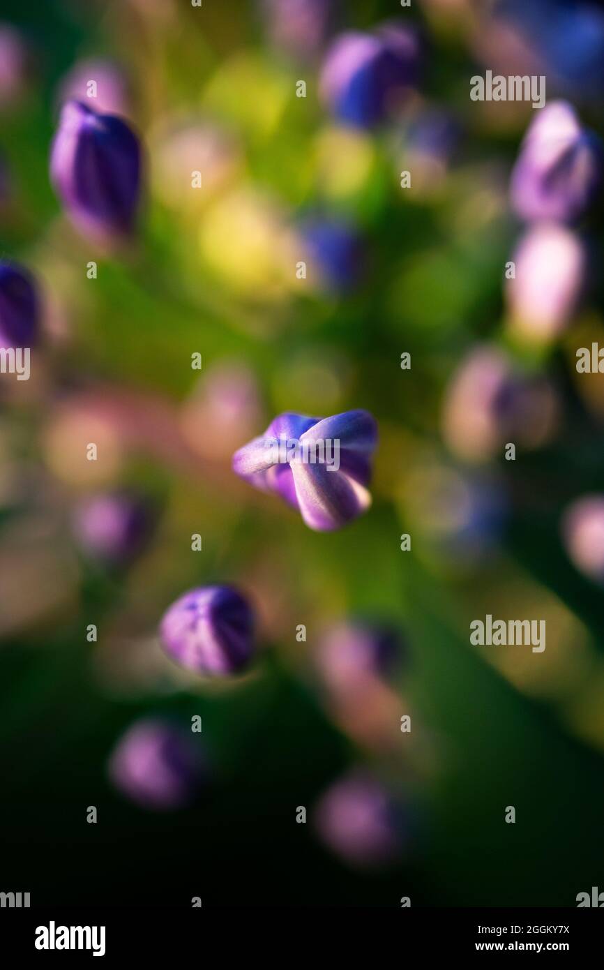 Field of flowers top view hi-res stock photography and images - Alamy