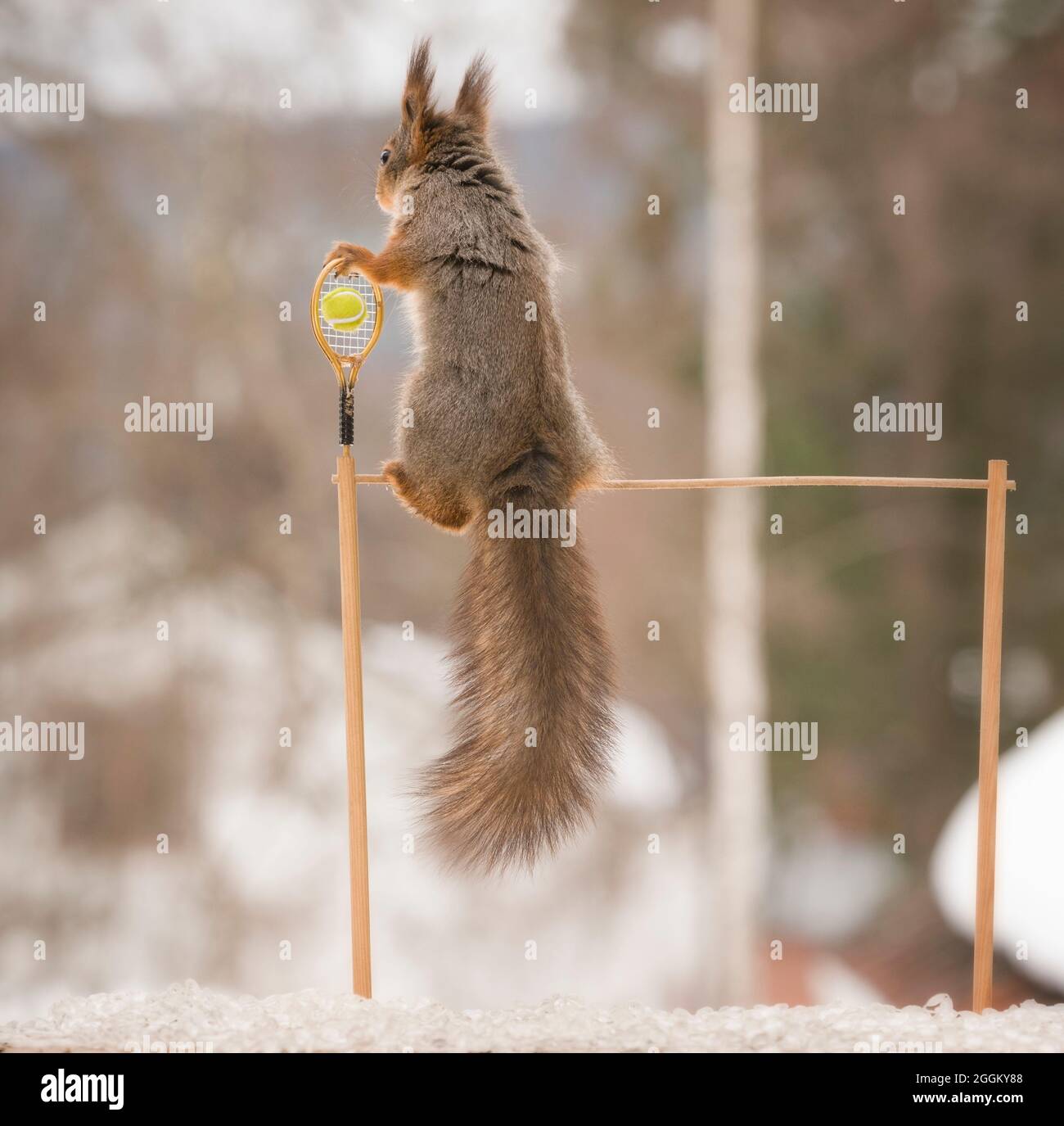 Racket and ball hi-res stock photography and images - Alamy
