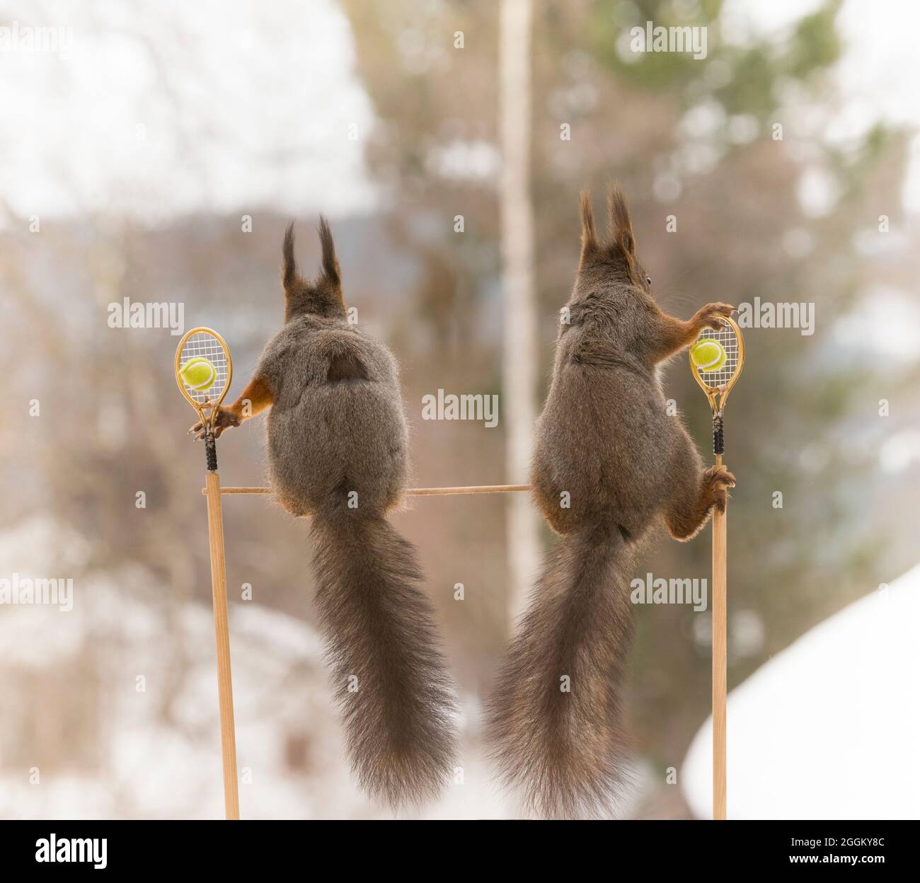 Tennis racket and ball hi-res stock photography and images - Alamy