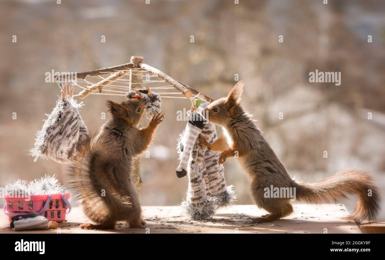 Squirrel washing line hi-res stock photography and images - Alamy