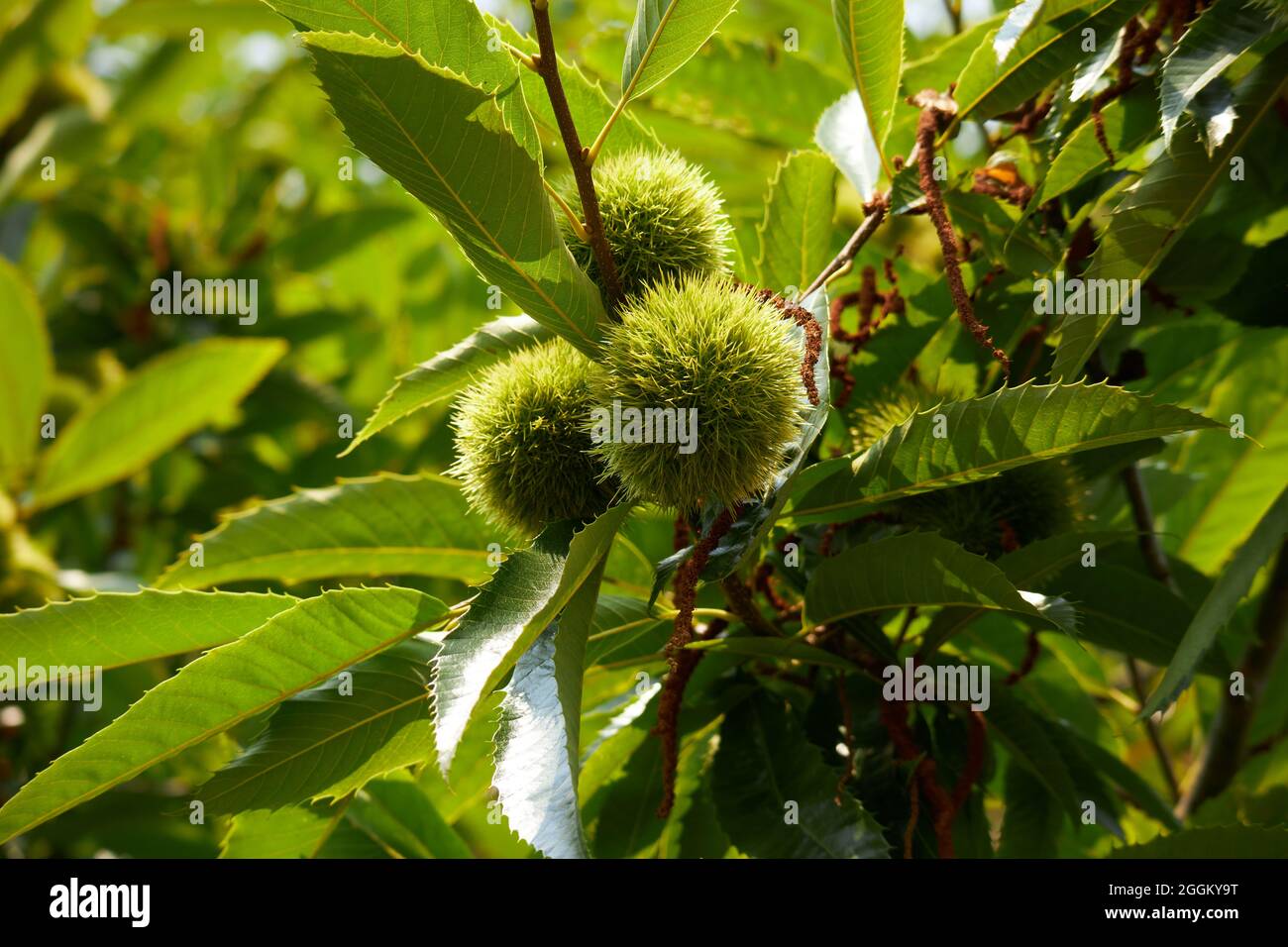 edible chestnut fruits on the chestnut tree in the forest close up ...