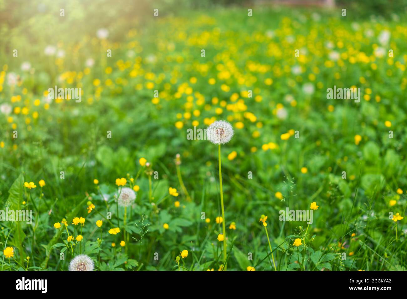 Field with white dandelion flowers. Meadow of white dandelions. Summer ...