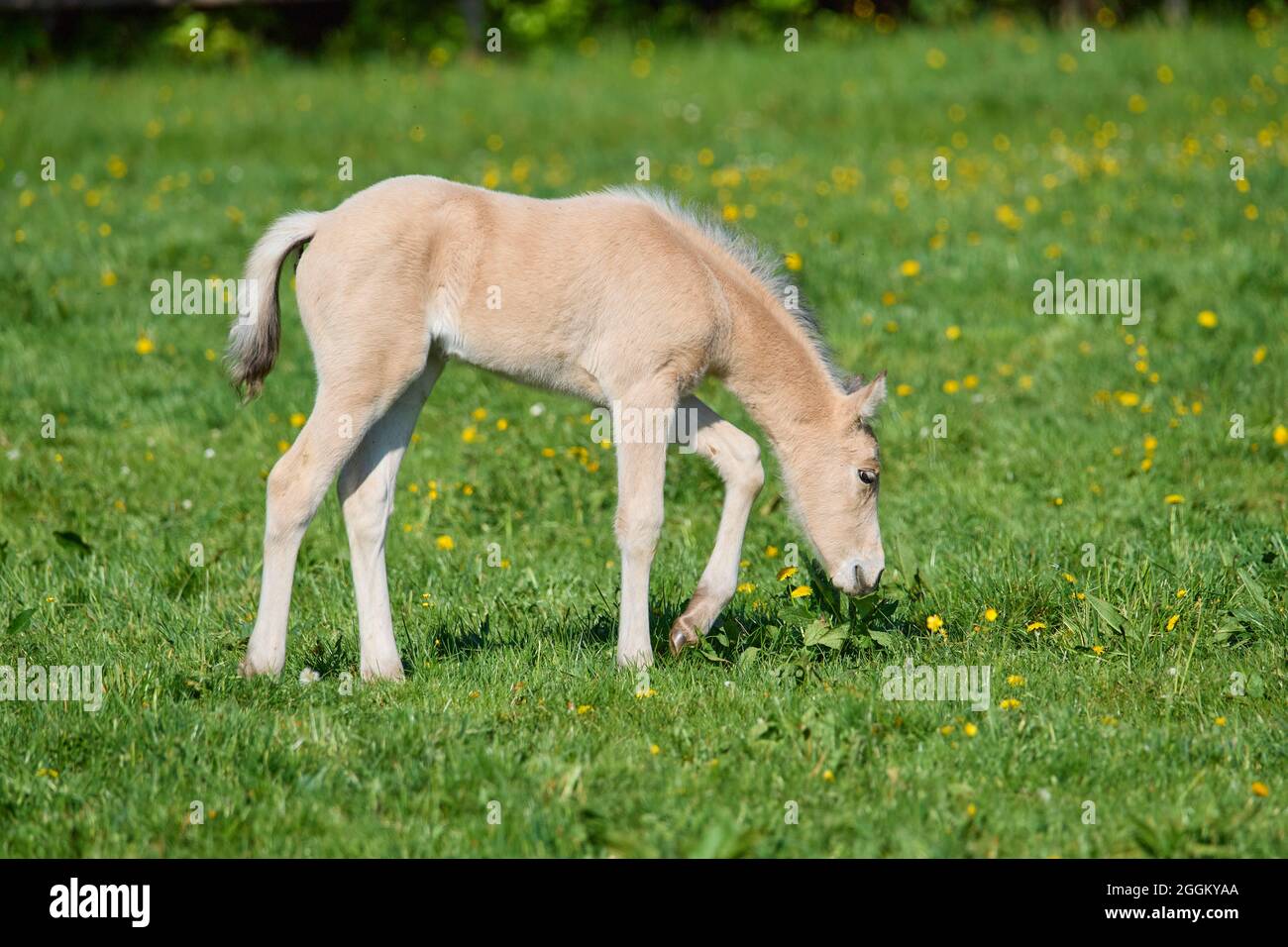 Horse, foal on the pasture in spring Stock Photo - Alamy
