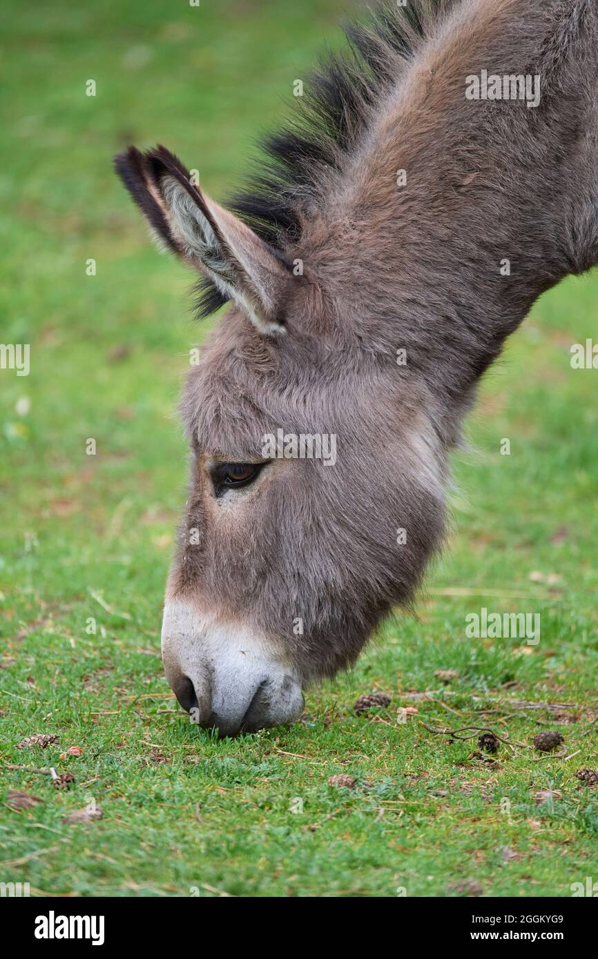 Portrait grey donkey domestic hi-res stock photography and images - Alamy
