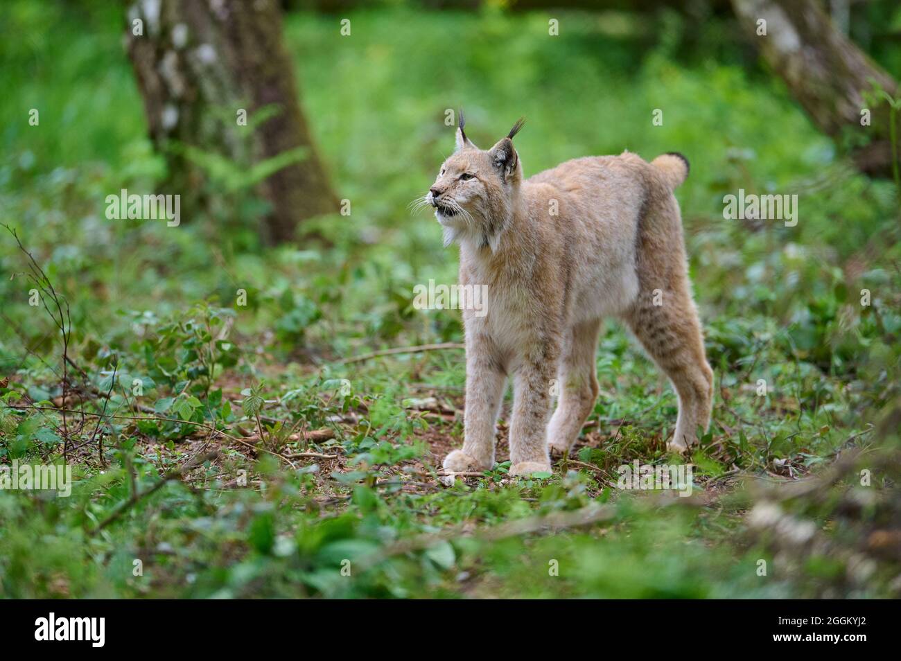 European Lynx, Lynx lynx Stock Photo - Alamy