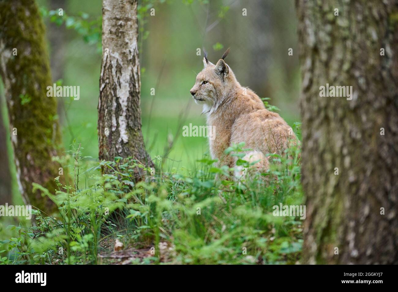 European Lynx, Lynx lynx Stock Photo - Alamy