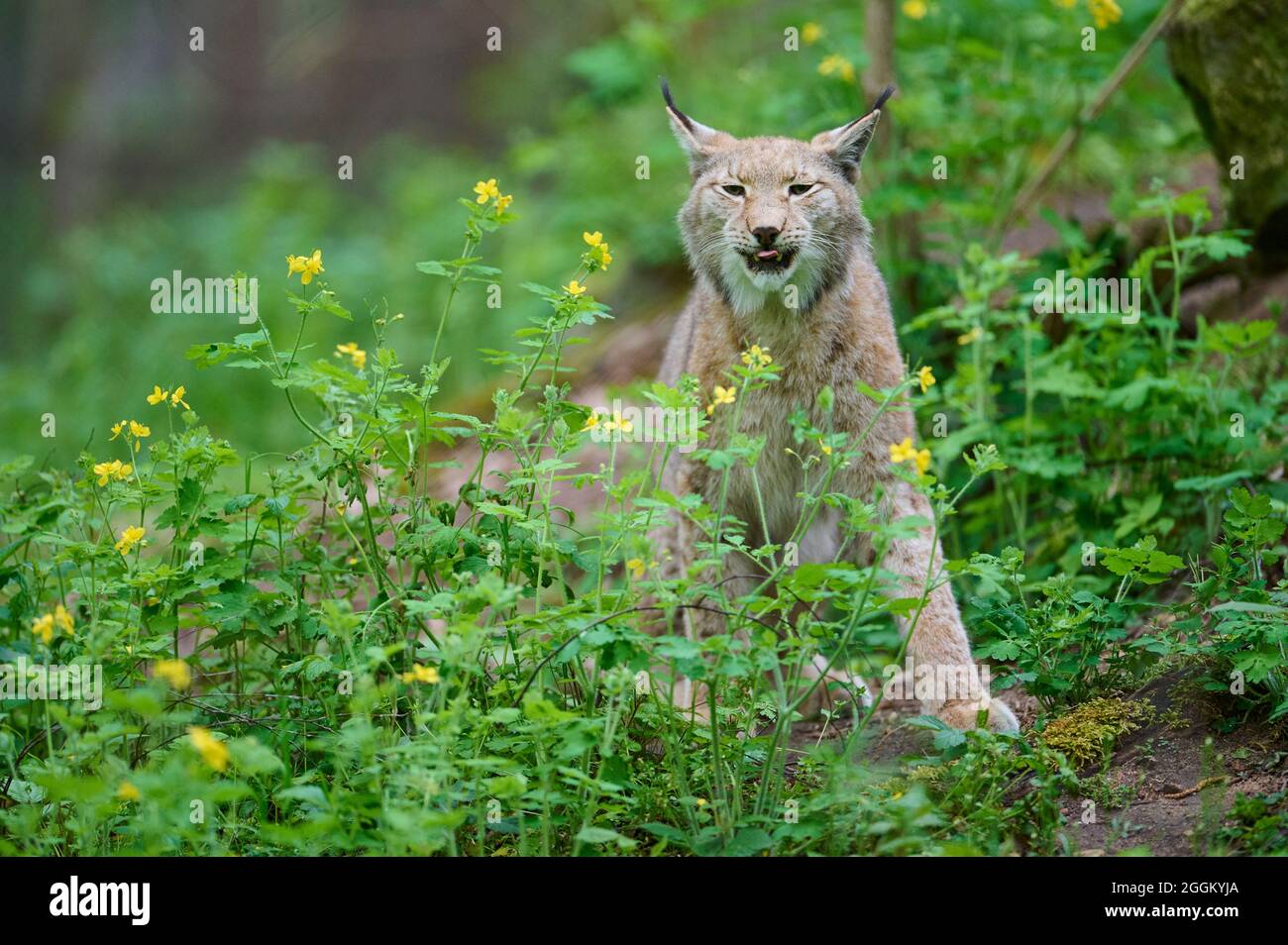 European Lynx, Lynx lynx Stock Photo - Alamy