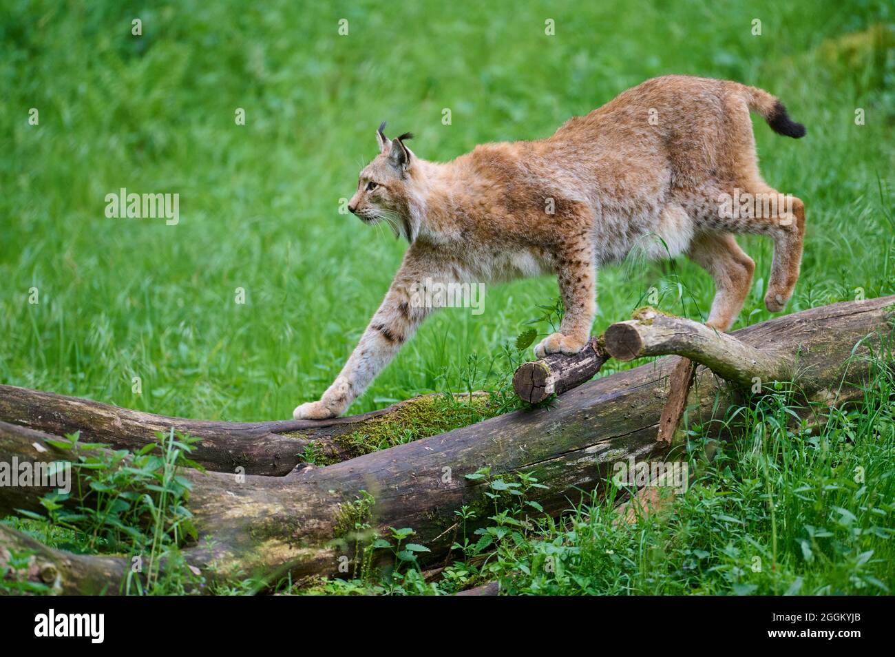 European Lynx, Lynx lynx Stock Photo - Alamy