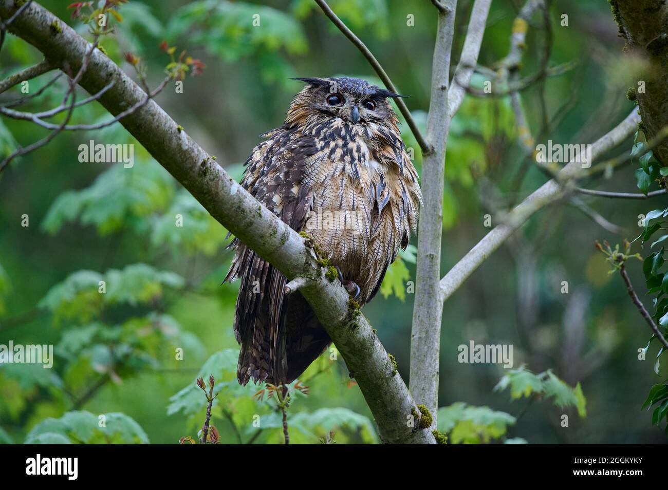 Bubo bubo, Eagle Owl Stock Photo - Alamy