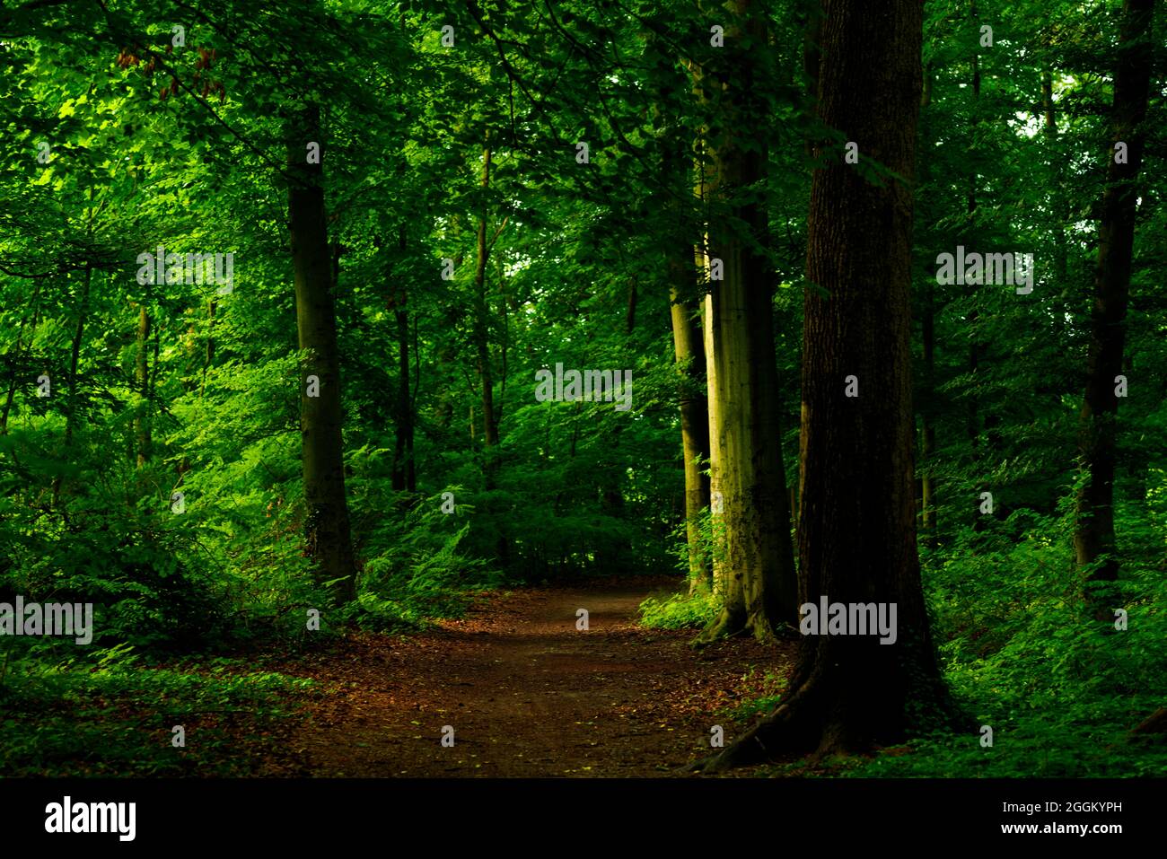 Forest path in the early morning in summer Stock Photo - Alamy
