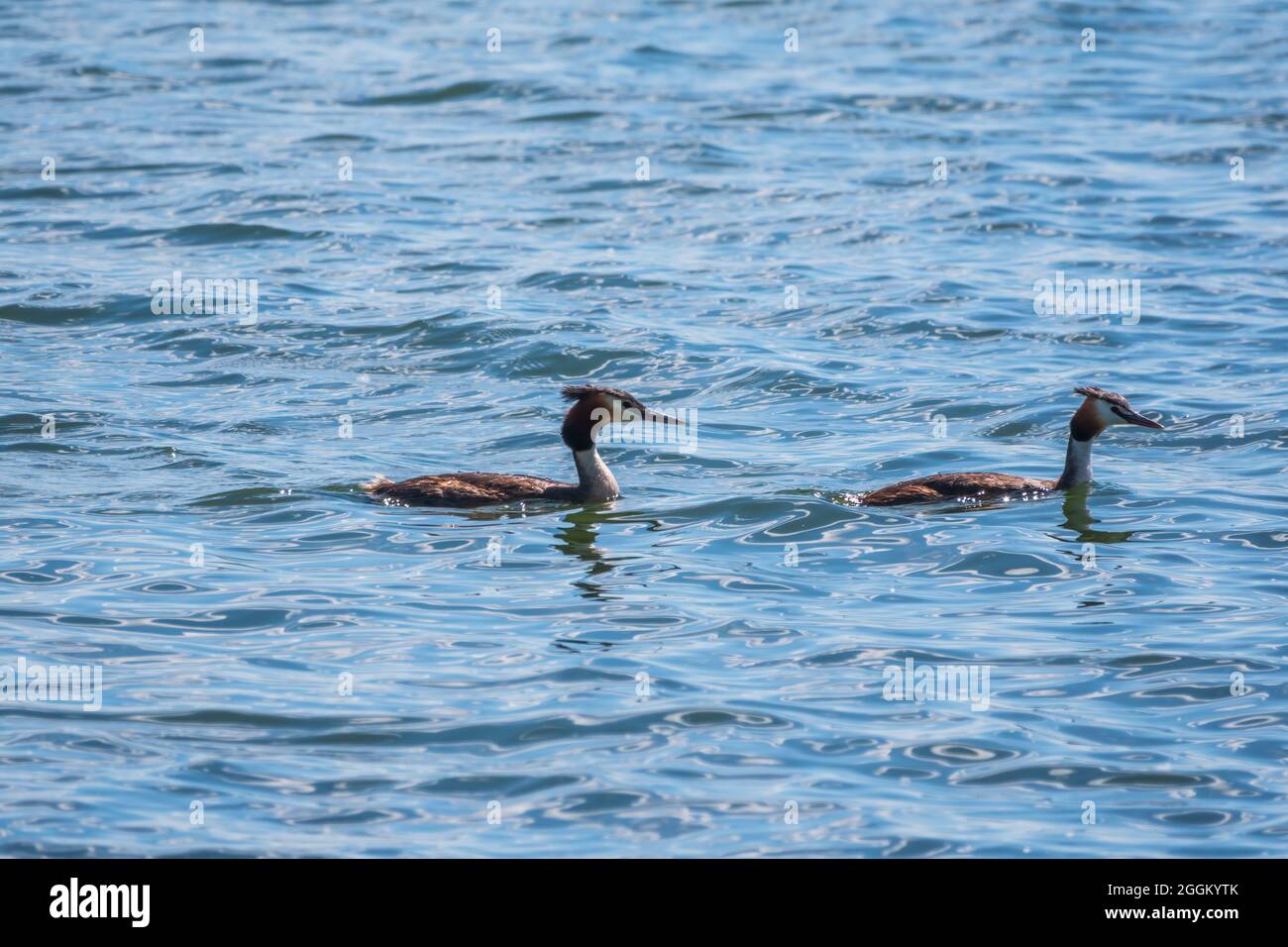 Two Great Crested Grebes swim in the lake. The great crested grebe ...
