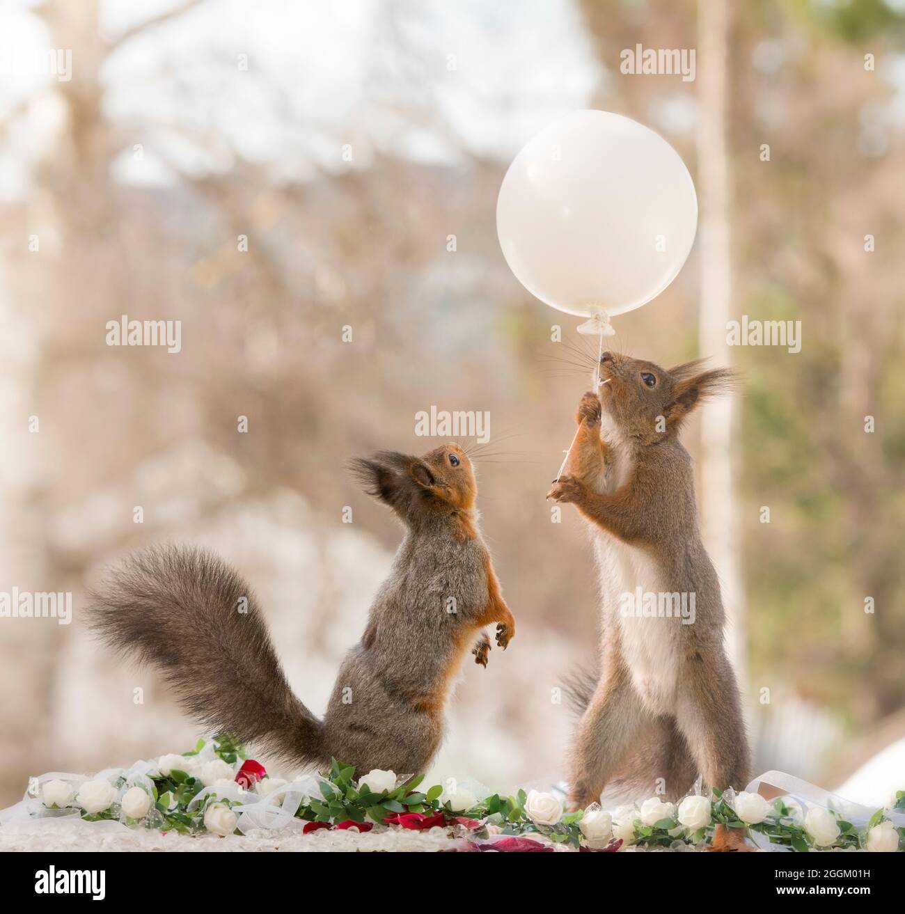 Balloon rodent hi-res stock photography and images - Alamy