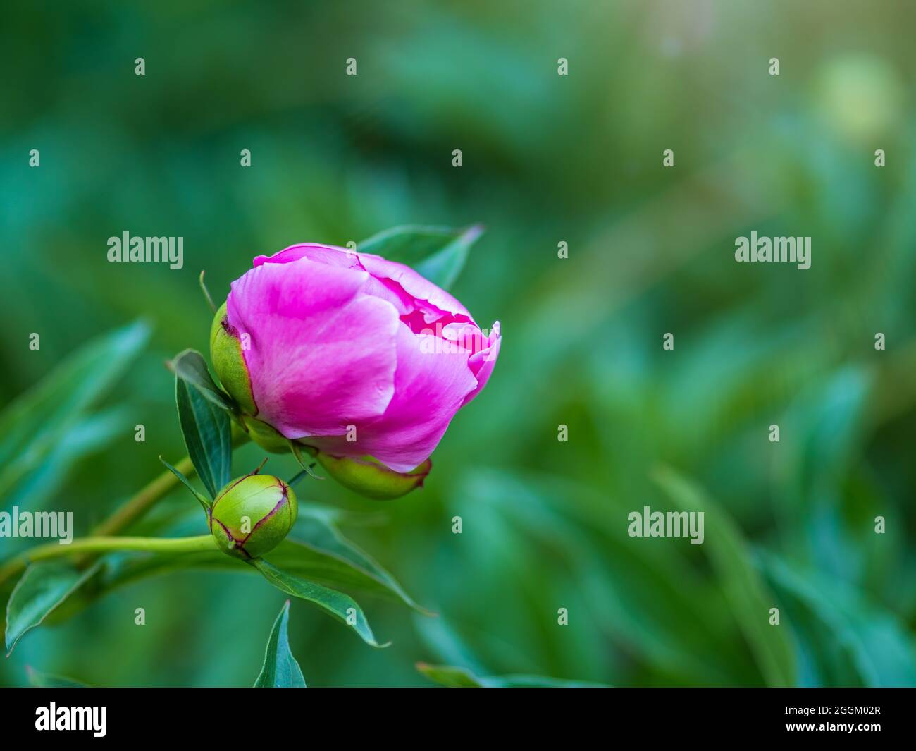 Pink peonies in the garden. Blooming pink peony. Closeup of beautiful ...
