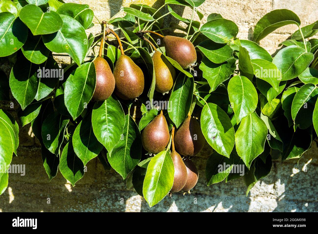 Uk pears growing hi-res stock photography and images - Alamy