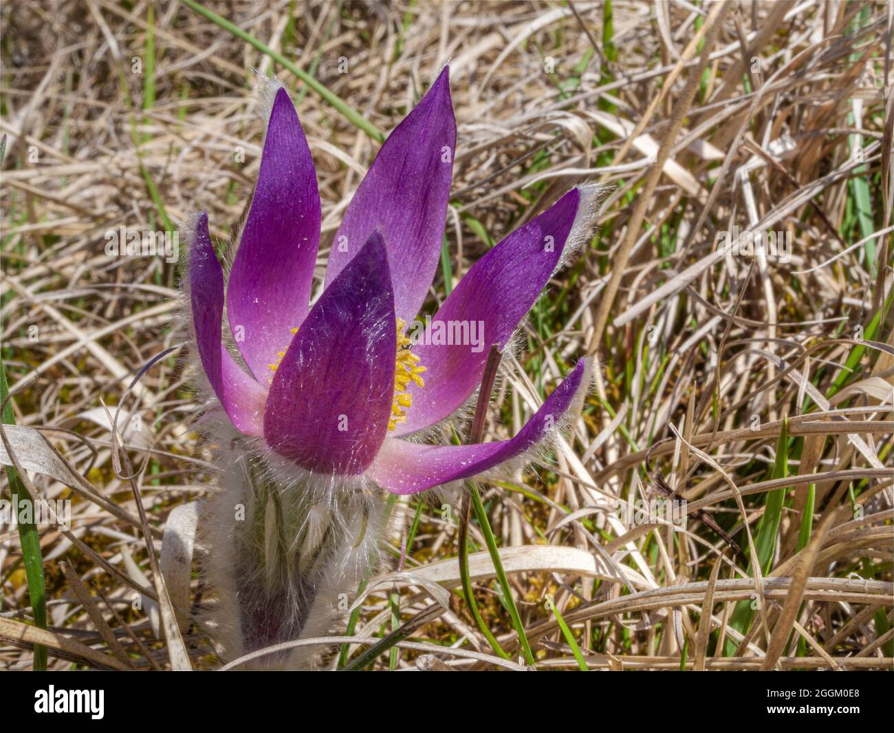 Common Pasque Flower (Pulsatilla vulgaris), blooming, Bavaria, Germany ...