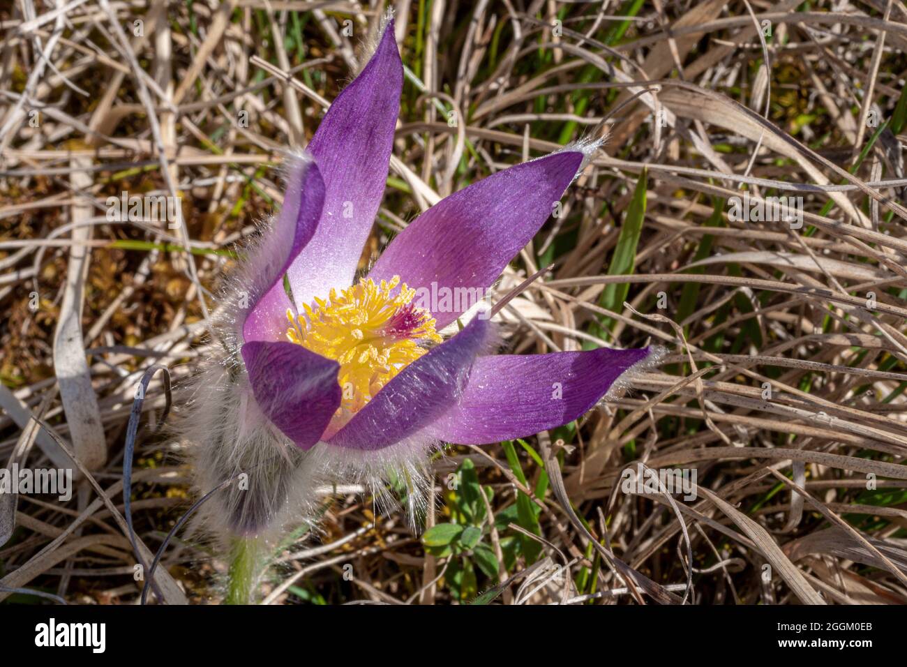 Common Pasque Flower (Pulsatilla vulgaris), blooming, Bavaria, Germany ...