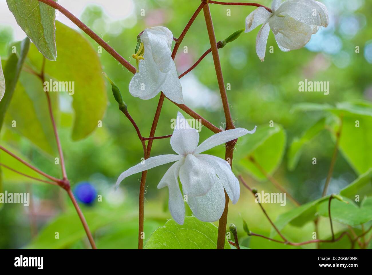 Elven flower, Epimedium grandiflorum, medicinal plant and aphrodisiac ...