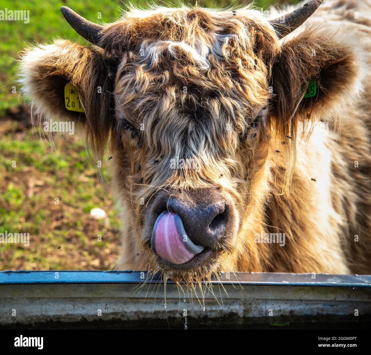 A thirsty fluffy calf drinks from a water trough, on a hot summer's ...