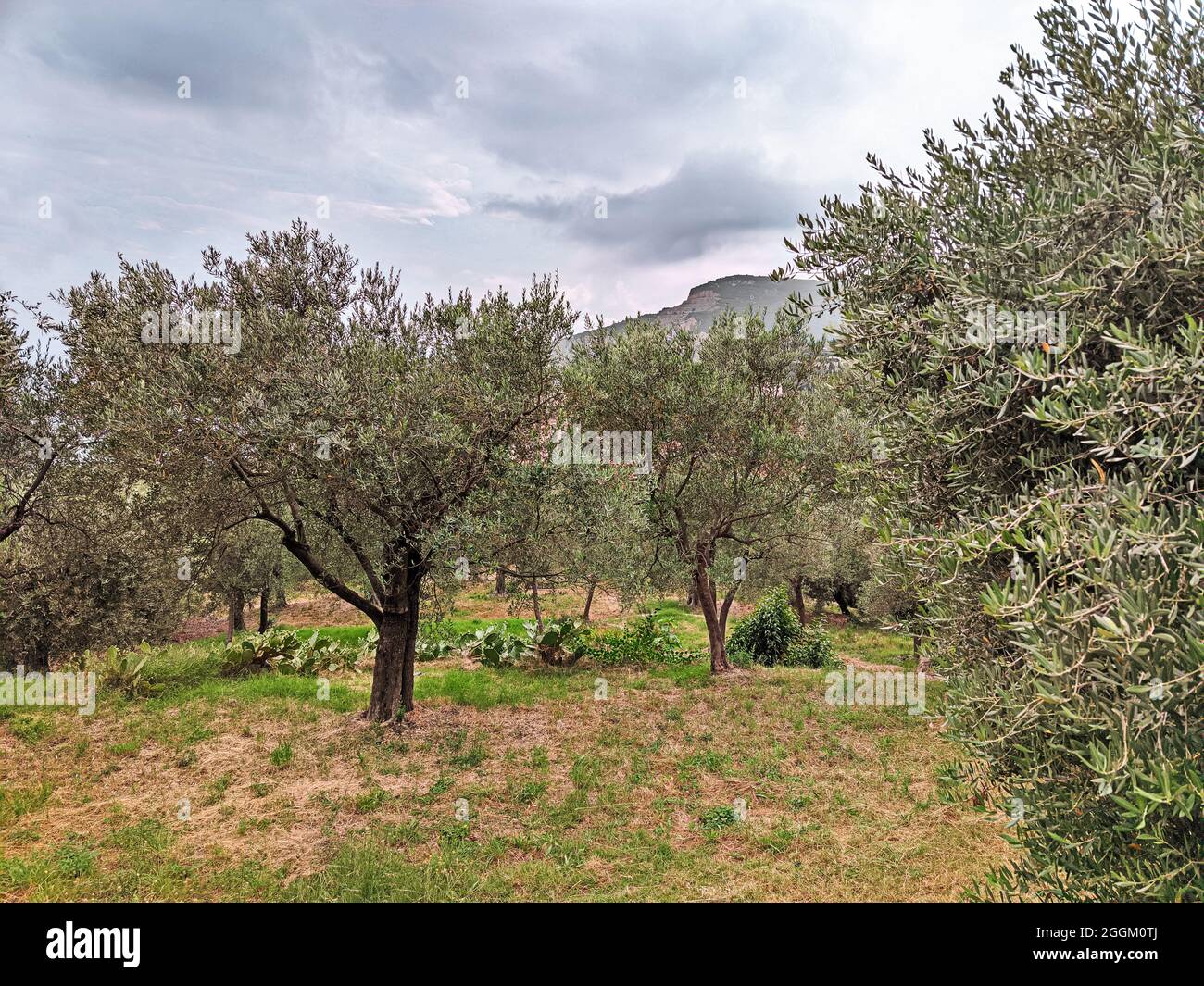 olive trees landscape of the Ligurian Stock Photo - Alamy