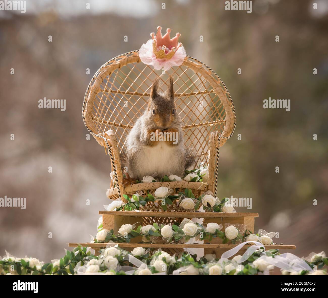 red squirrels is sitting on a thrown Stock Photo - Alamy