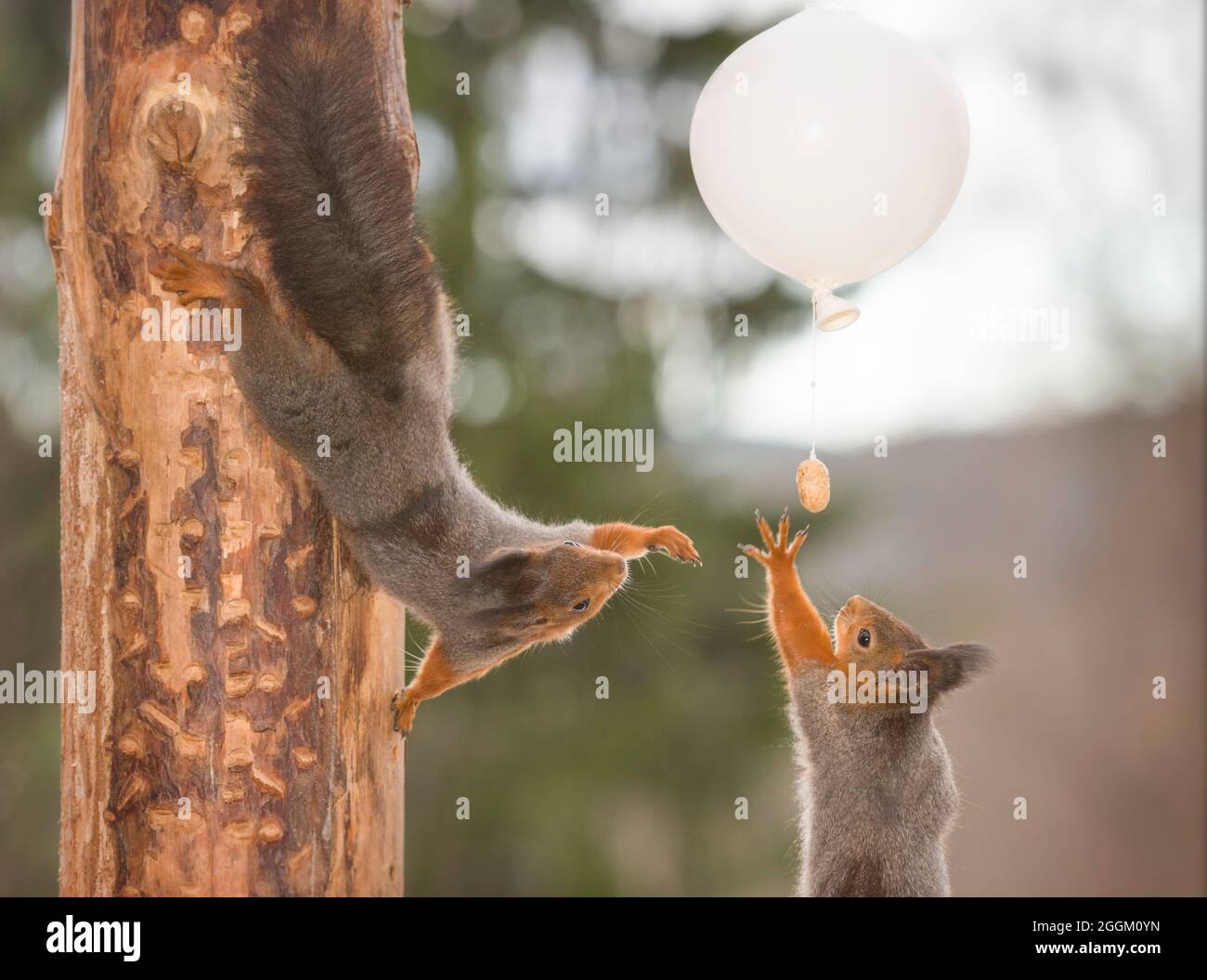 Balloon rodent hi-res stock photography and images - Alamy