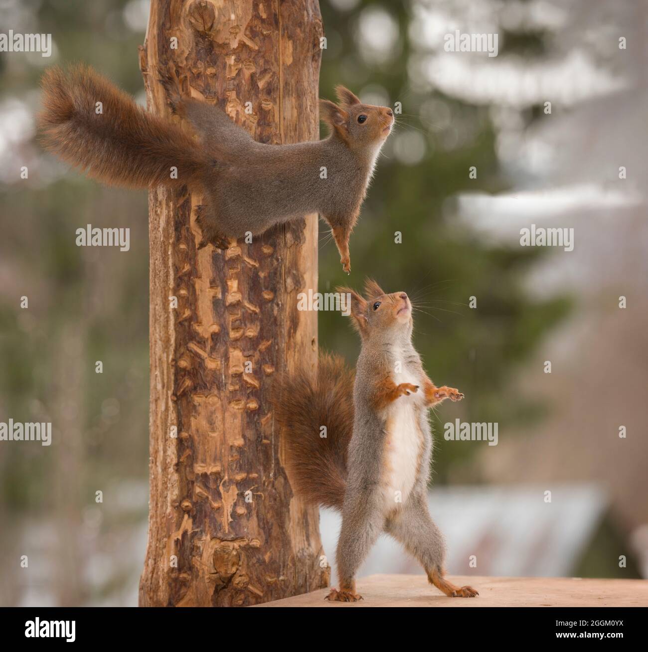 Red squirrels tree hi-res stock photography and images - Alamy