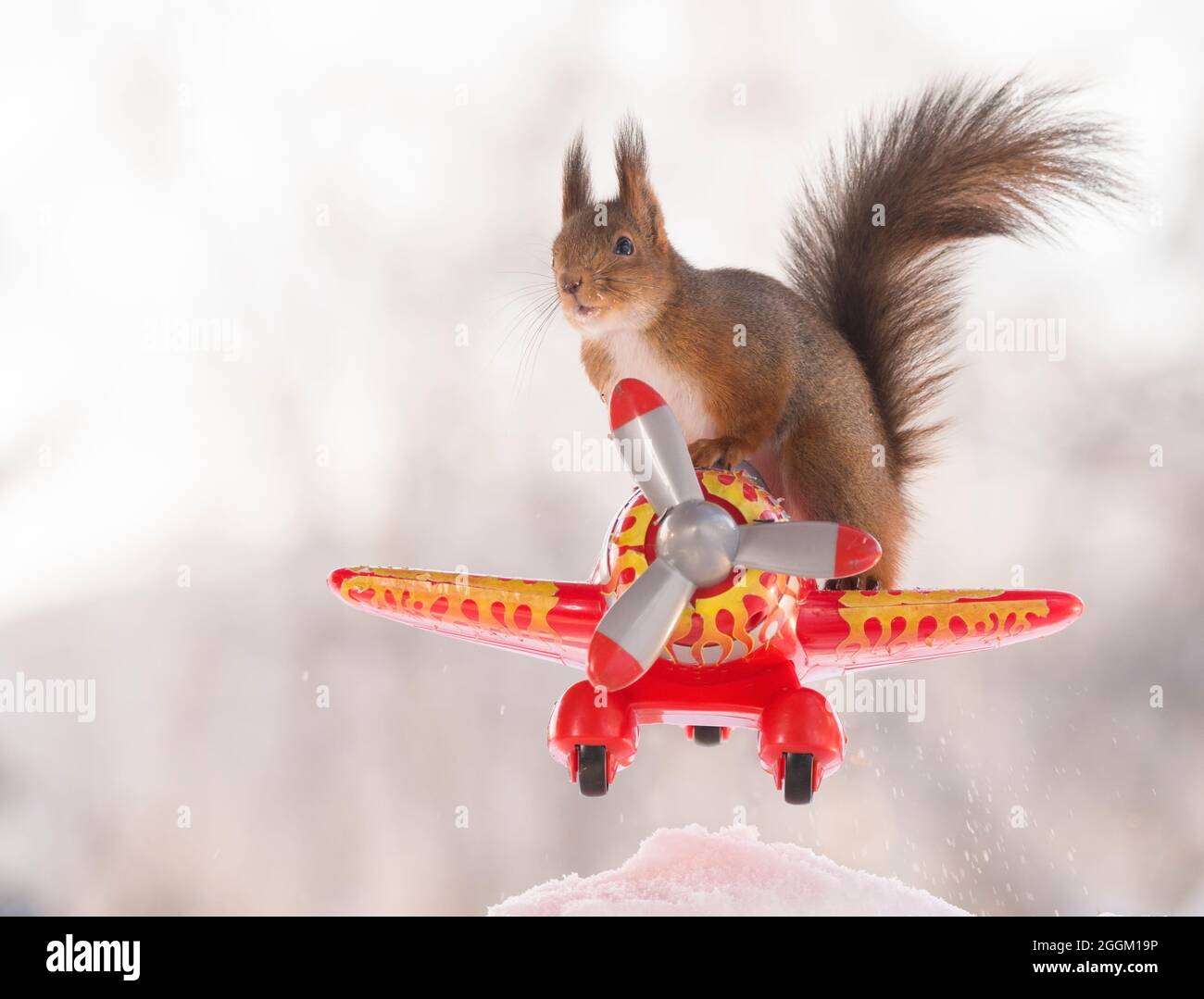 Airplane animal hi-res stock photography and images - Alamy