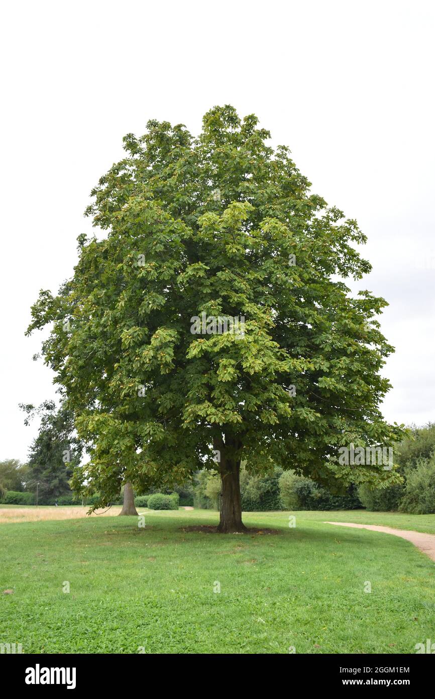 Conkers hi-res stock photography and images - Alamy