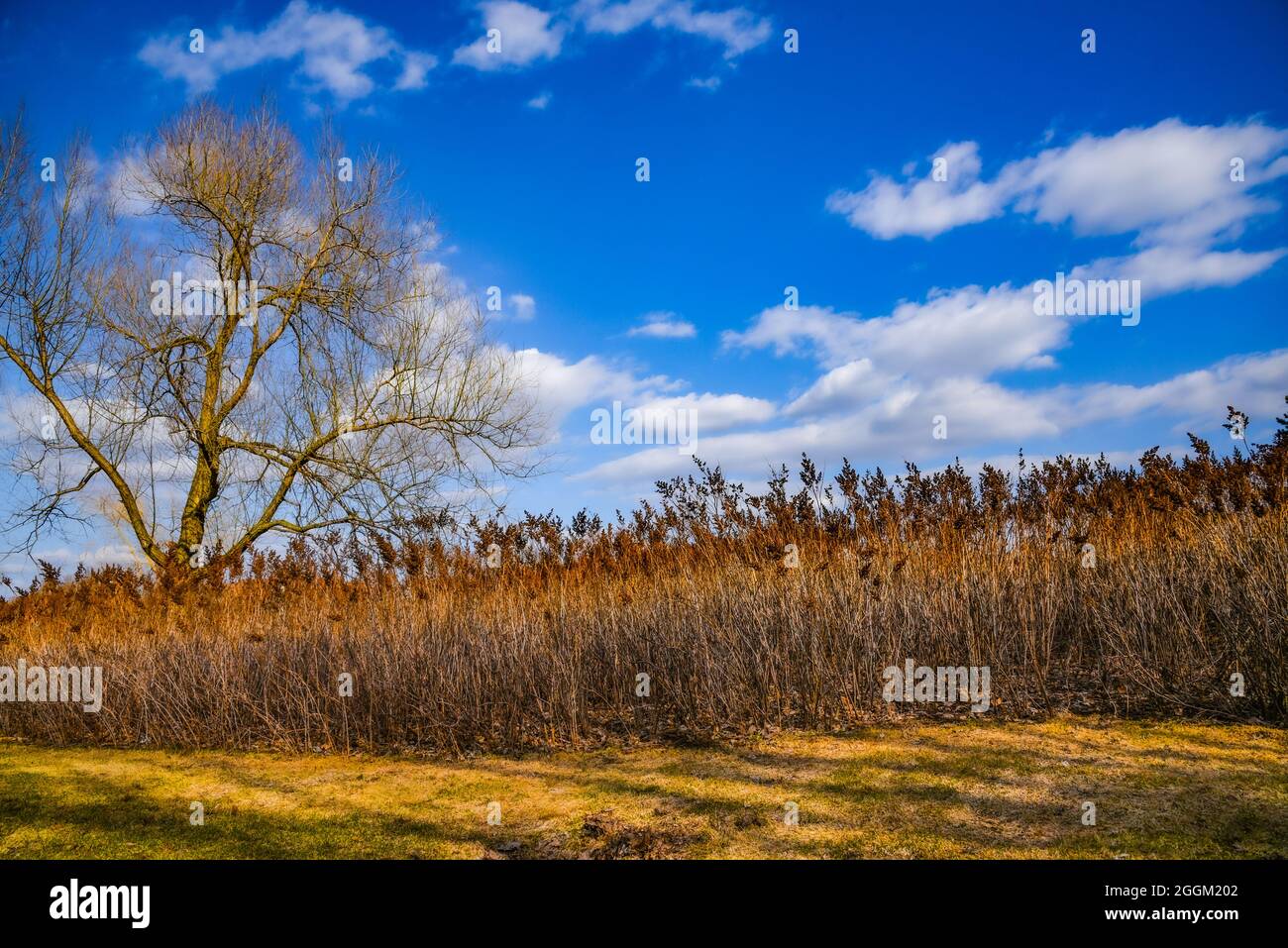 Beginning of the Spring Stock Photo - Alamy