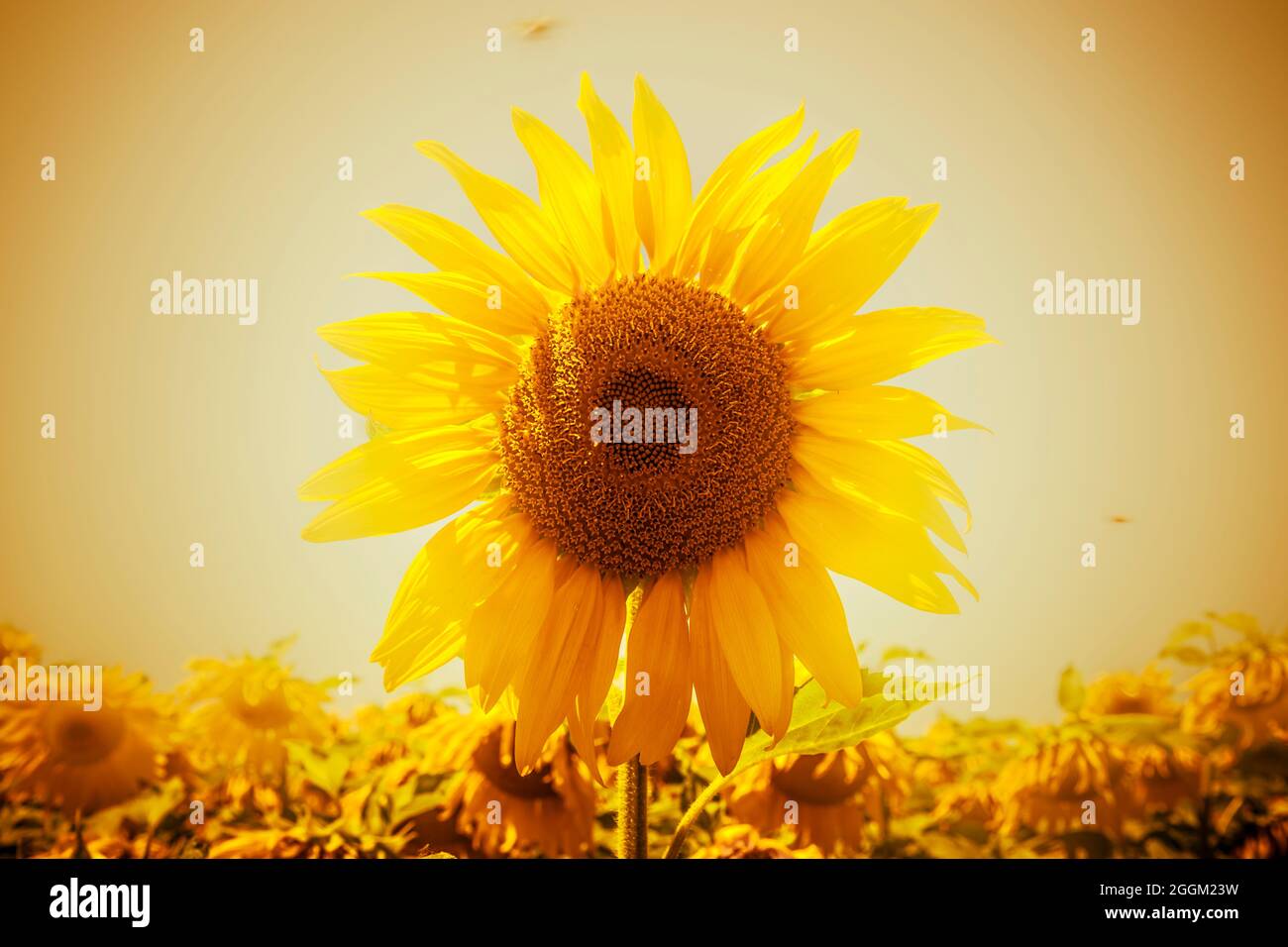 Single sunflower bloom hi-res stock photography and images - Alamy