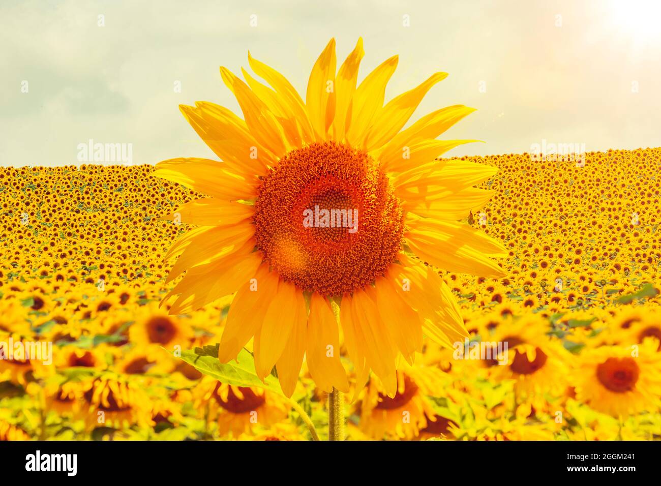 Single sunflower bloom hi-res stock photography and images - Alamy