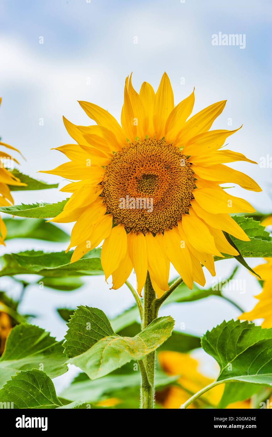 Single sunflower in a sunflower field Stock Photo - Alamy
