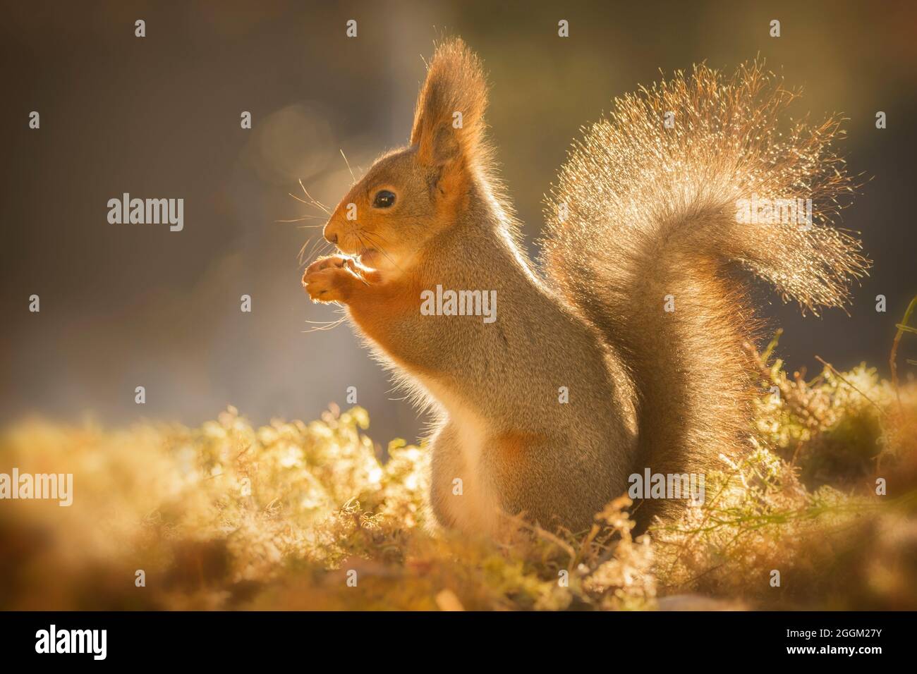 Red squirrel standing in the sun hi-res stock photography and images ...