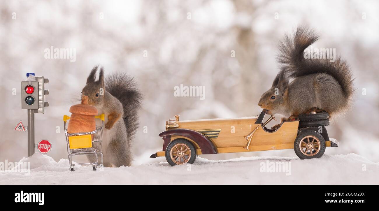 Squirrel at traffic light hi-res stock photography and images - Alamy