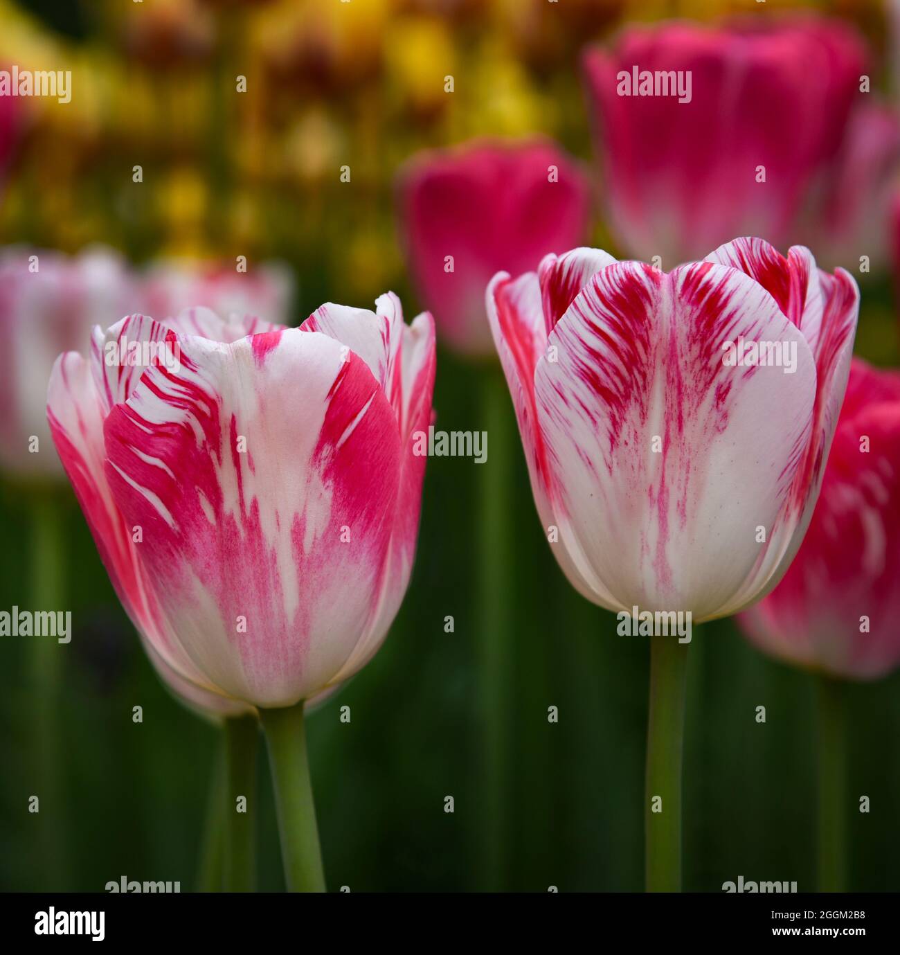 Two tulips hi-res stock photography and images - Alamy