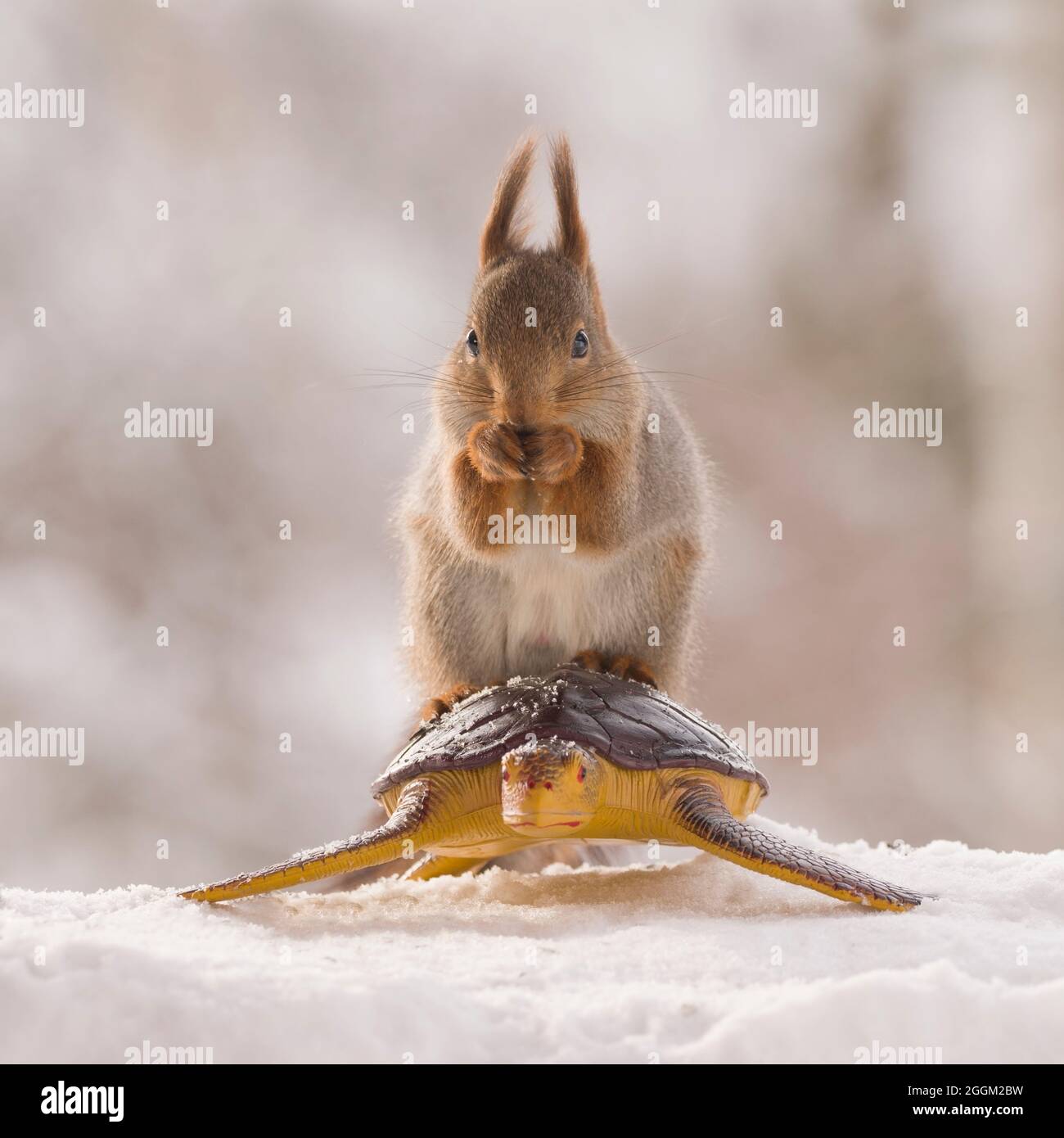 red squirrels on an turtle in the snow Stock Photo - Alamy