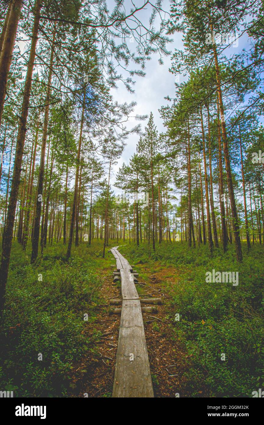 Narrow forest path with wooden duckboards Stock Photo - Alamy