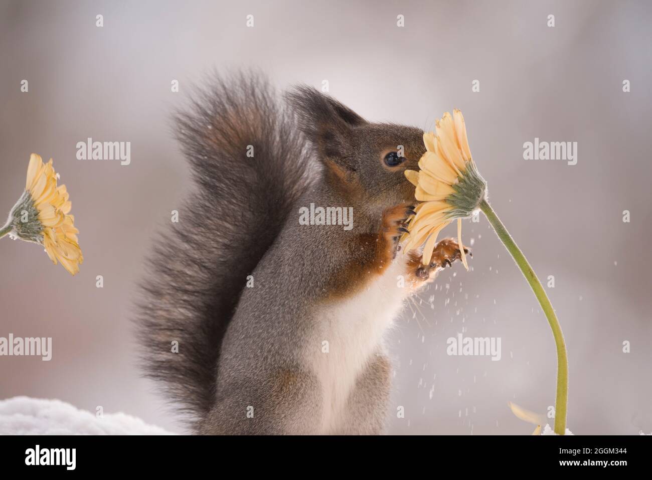 red squirrel is smelling yellow flower with snow Stock Photo - Alamy