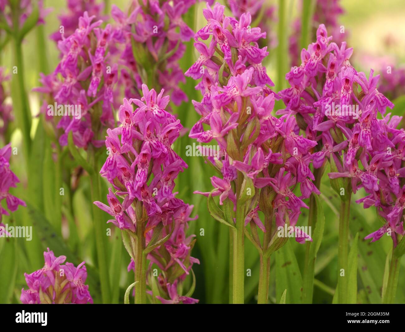 Pretty pink flowers of the Madeira orchid, Dactylorhiza foliosa Stock ...