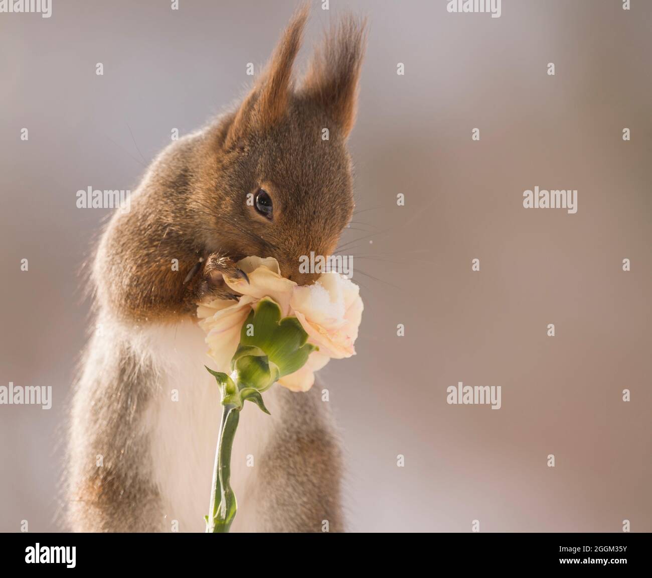 Dianthus yellow flower hi-res stock photography and images - Alamy