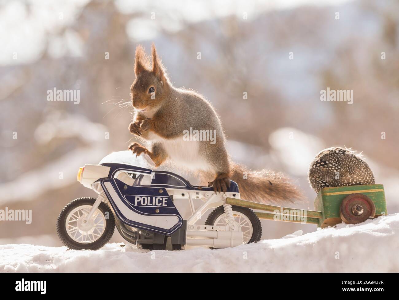 red squirrel on a police motor cycle with trailer and egg Stock Photo ...