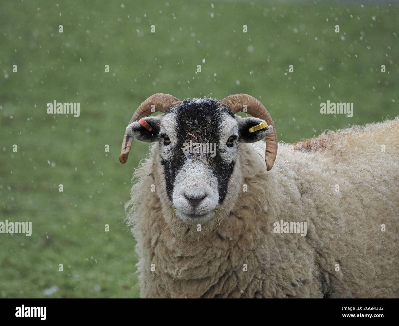 Hardy hills hi-res stock photography and images - Alamy