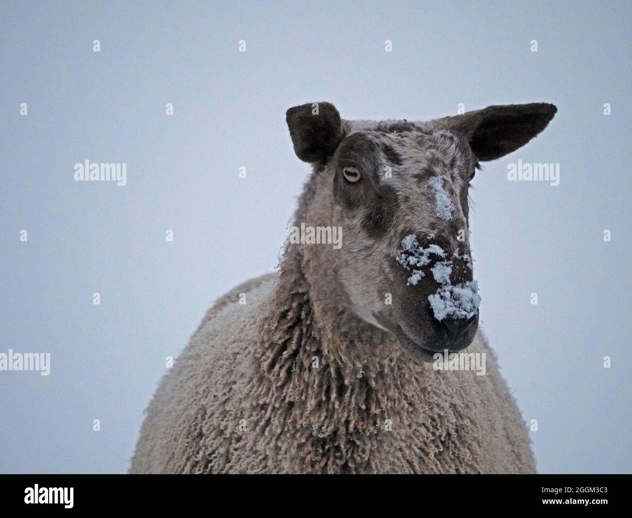 single hardy sheep with snow on nose in Winter on Northern hills in ...