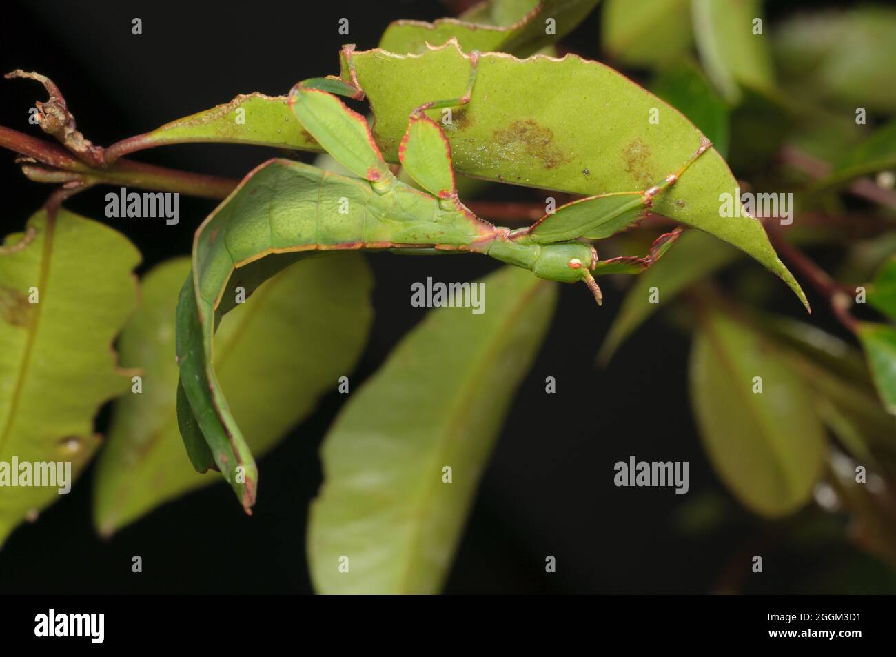 Monteith’s Leaf-insect nymph, Phyllium monteithi, at Sydney, New South ...