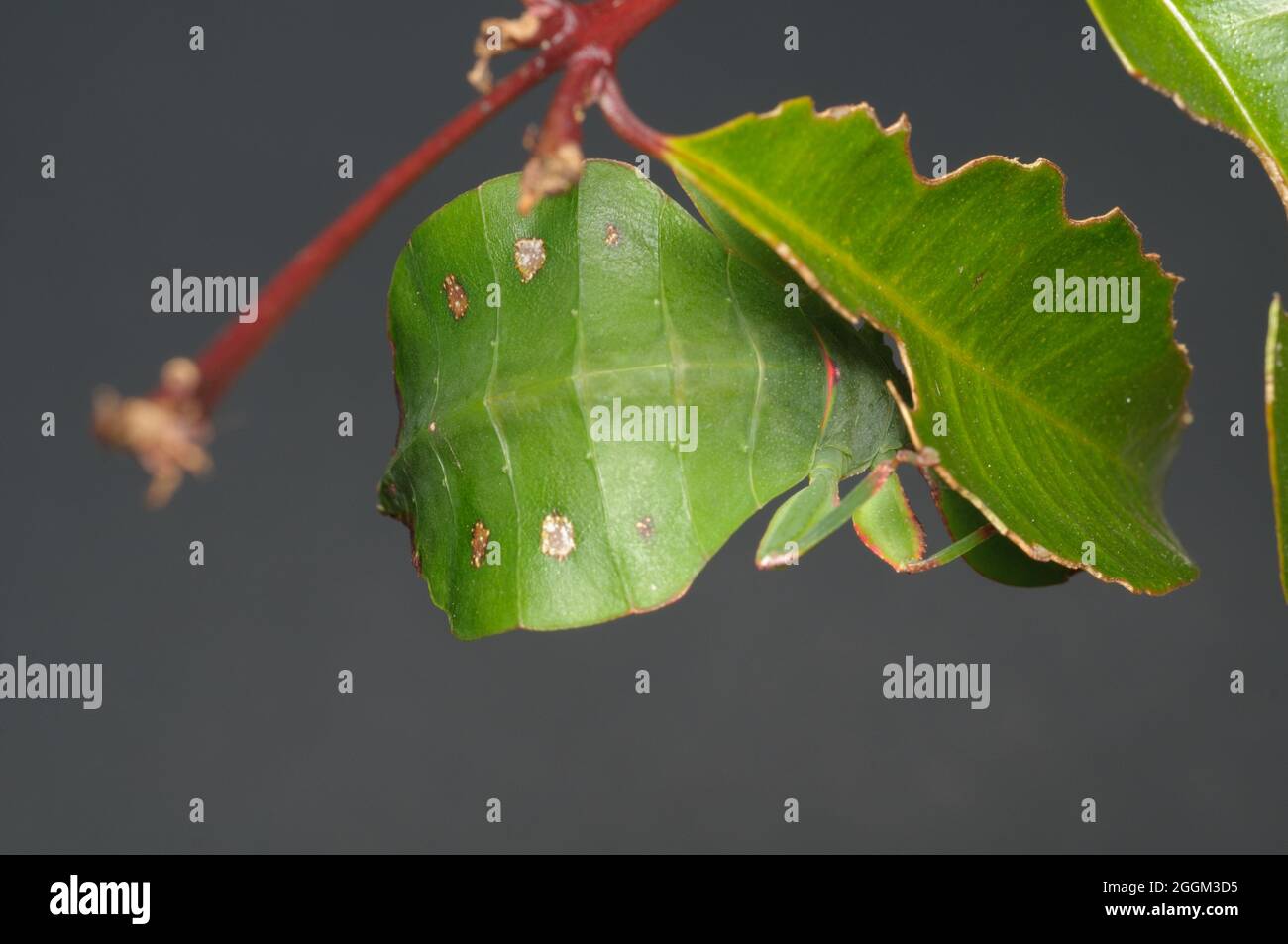 Phyllidae hi-res stock photography and images - Alamy