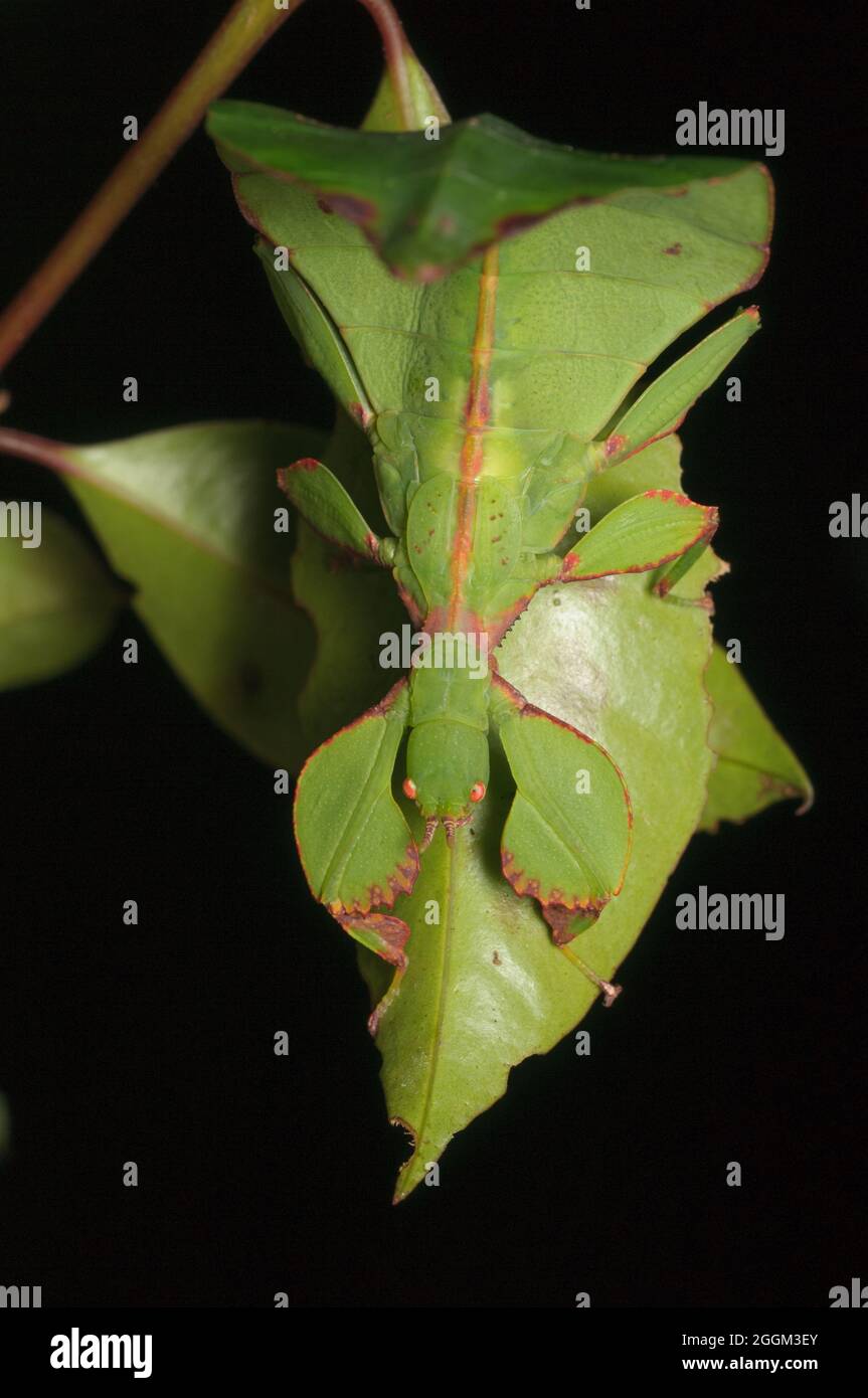 Monteith’s Leaf-insect nymph, Phyllium monteithi, at Sydney, New South ...