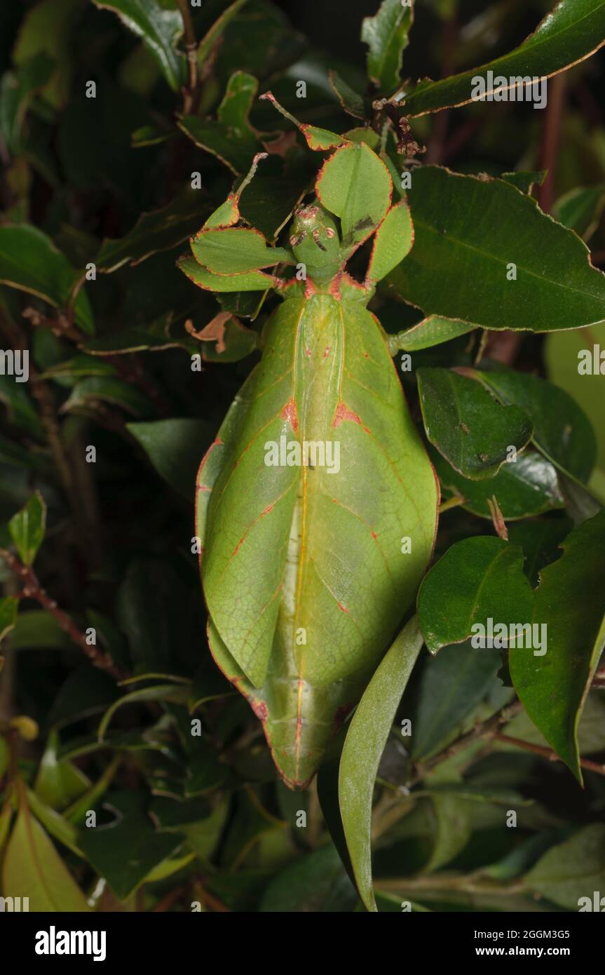 Female Monteith’s Leaf-insect, Phyllium monteithi, at Sydney, New South ...