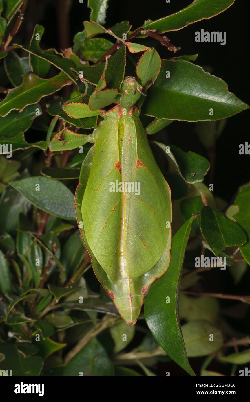 Female Monteith’s Leaf-insect, Phyllium monteithi, at Sydney, New South ...